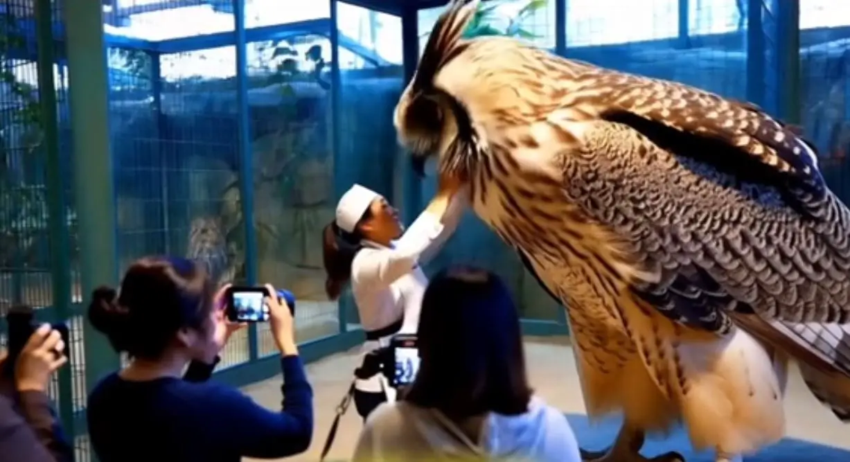 Is The Giga Owl Real Or Fake? The Truth Behind The Viral Video – Infoquu